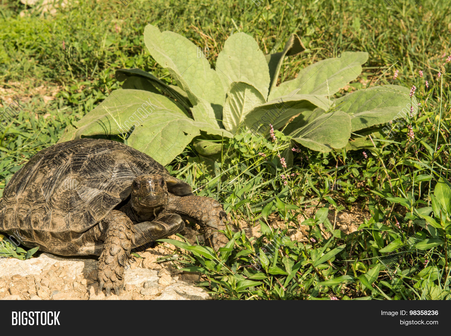 Asian Forest Tortoise Image & Photo (Free Trial) | Bigstock