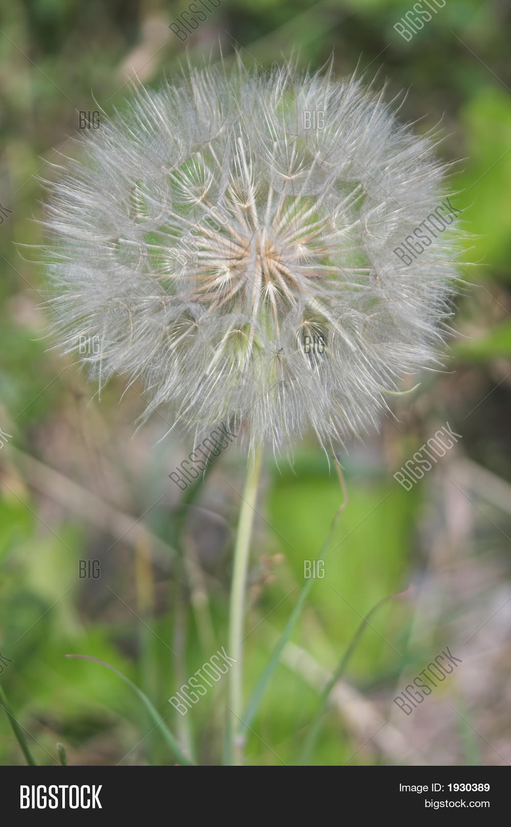 Dandelion Image & Photo (Free Trial) | Bigstock