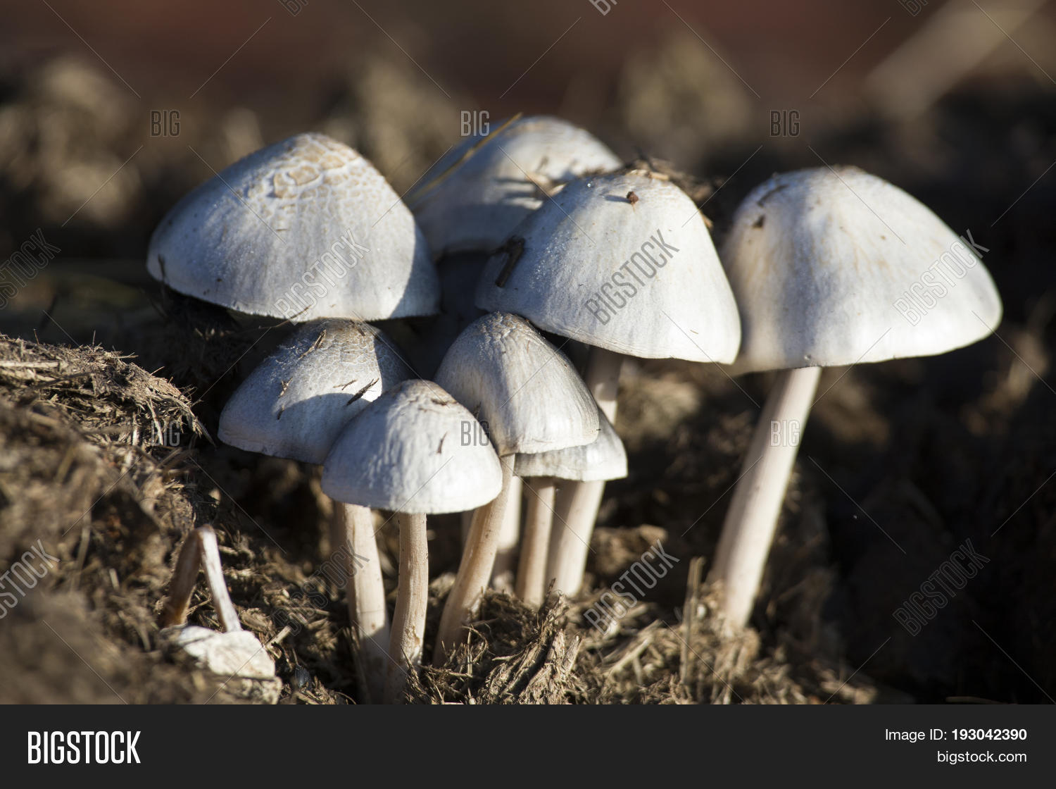 Close- Small White Image & Photo (Free Trial) | Bigstock