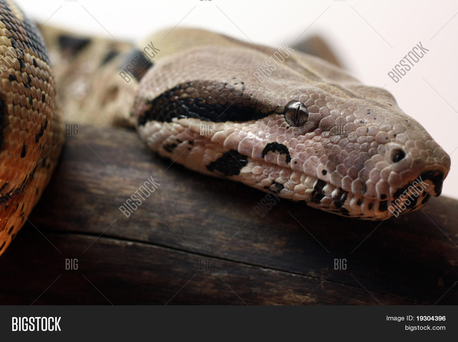 Portrait Boa Image & Photo (Free Trial) | Bigstock