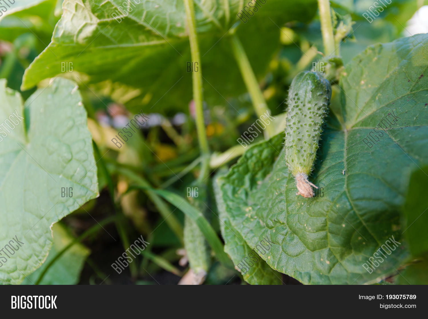 Small Cucumber On Bed Image & Photo (Free Trial) | Bigstock