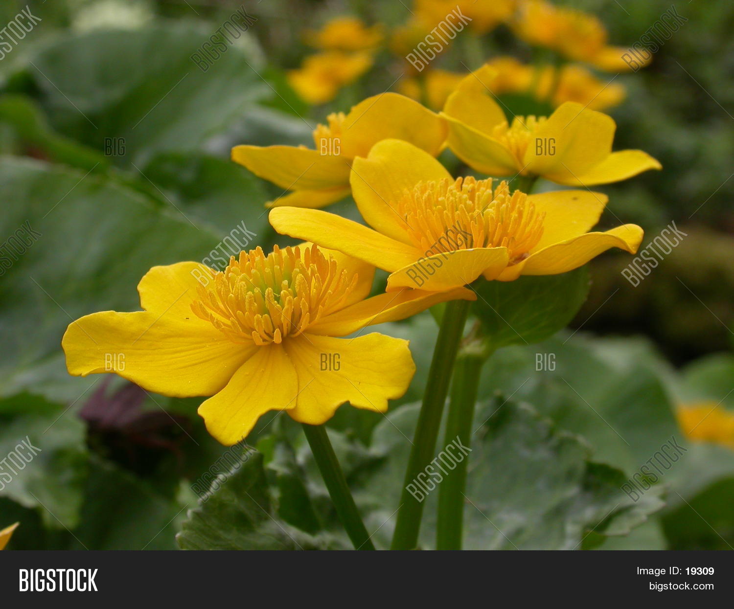 Marsh Marigold 01 Image & Photo (Free Trial) | Bigstock