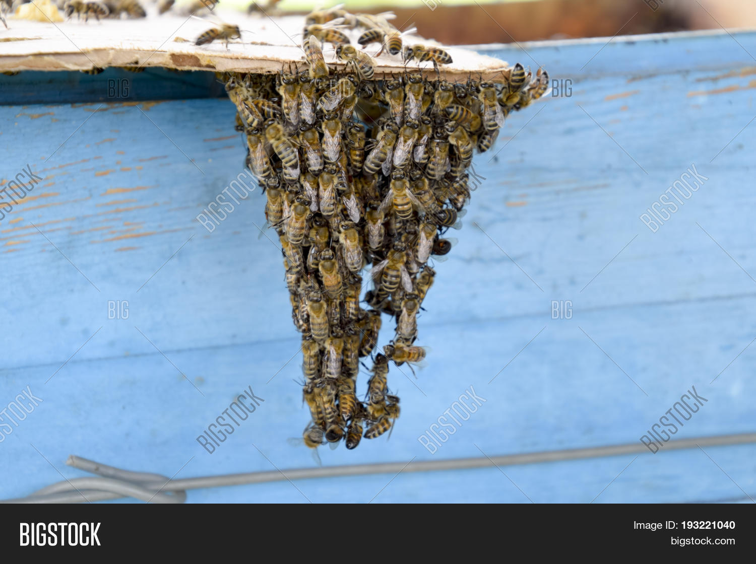 Beginning Swarming Image & Photo (Free Trial) | Bigstock