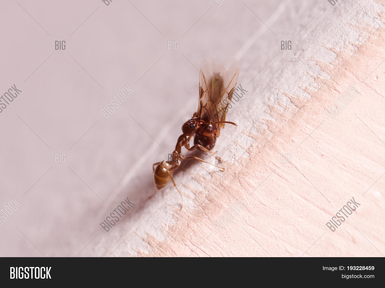 Single Ant Carrying Image & Photo (Free Trial) | Bigstock