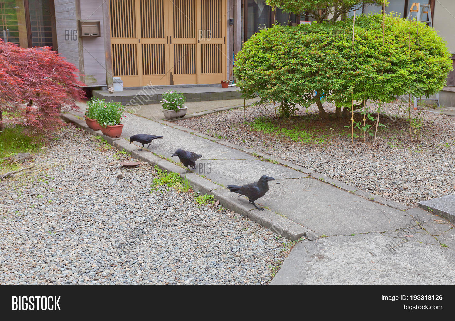 Three Raven Hachiman Image & Photo (Free Trial) | Bigstock
