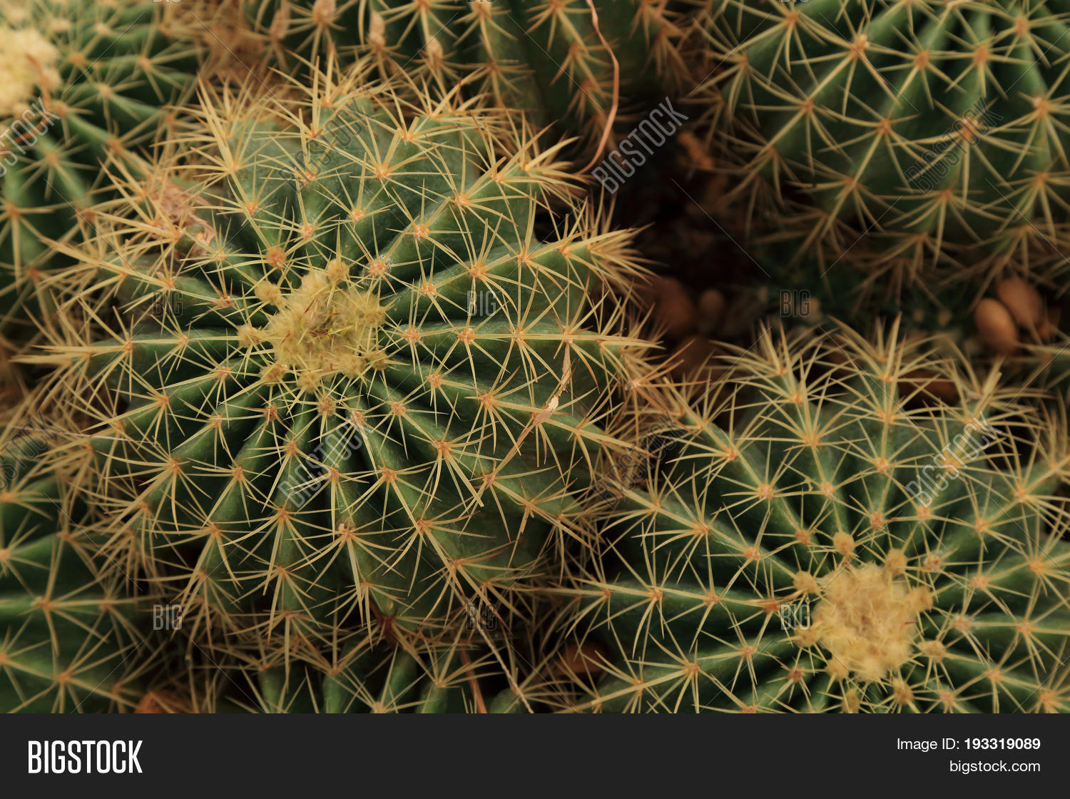 Close Cactus Thorns Image & Photo (Free Trial) | Bigstock
