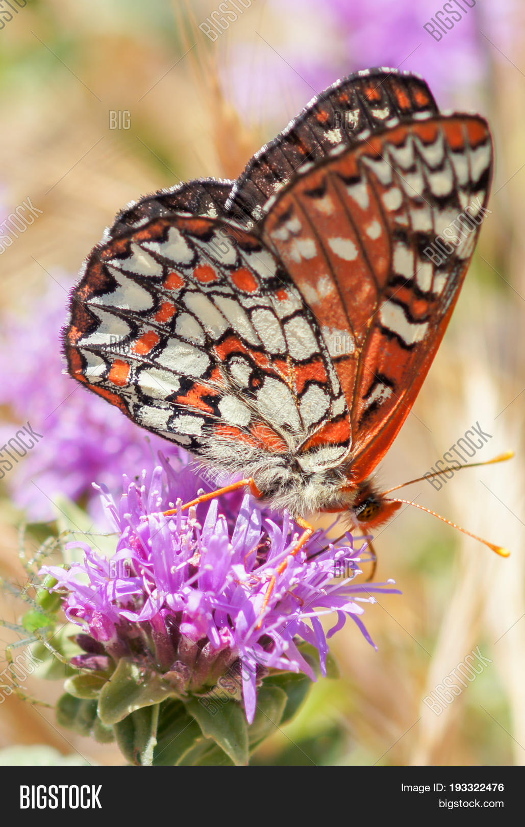 Variable Checkerspot ( Image & Photo (Free Trial) | Bigstock