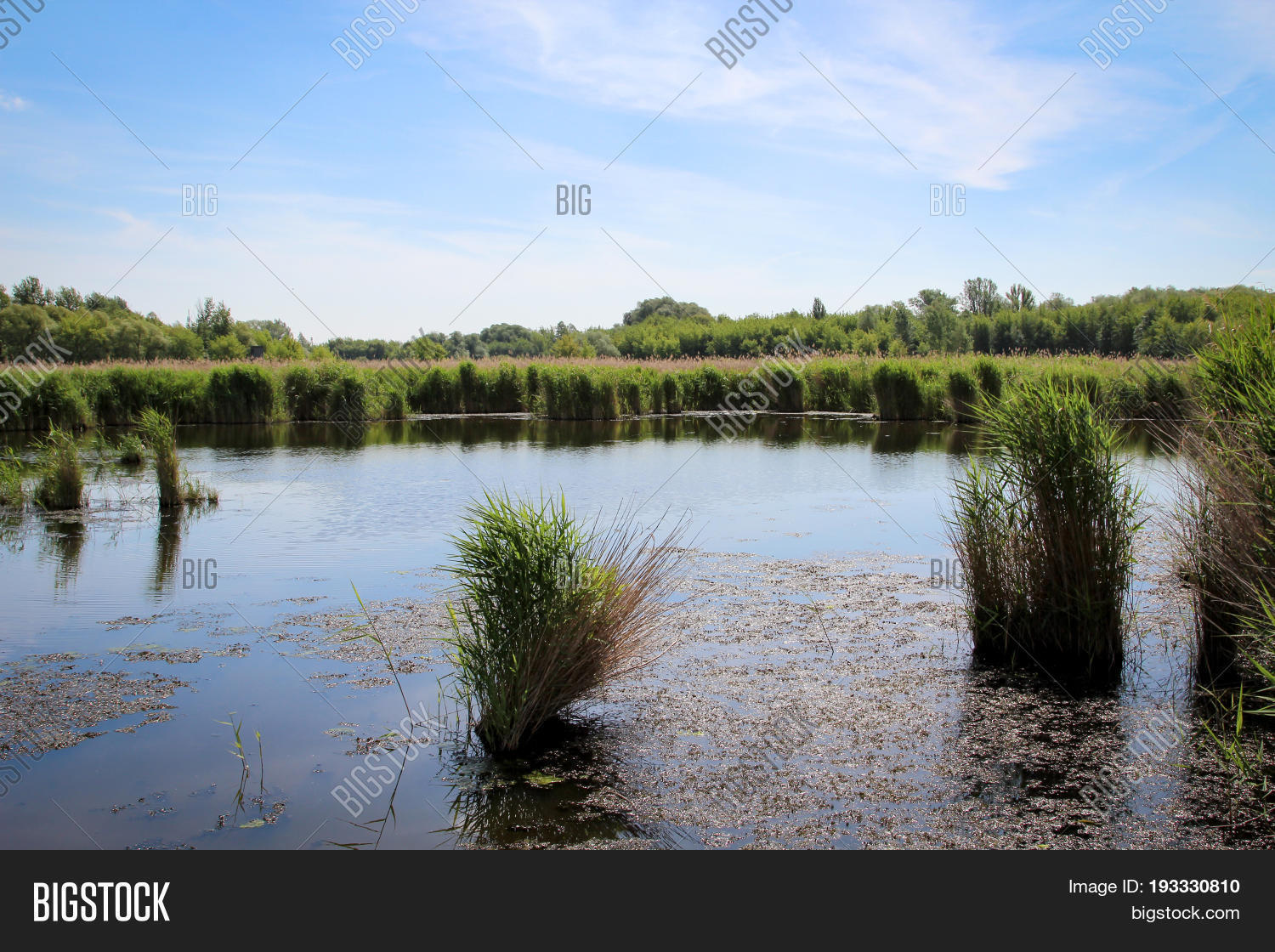 This View On Pond Image & Photo (Free Trial) | Bigstock
