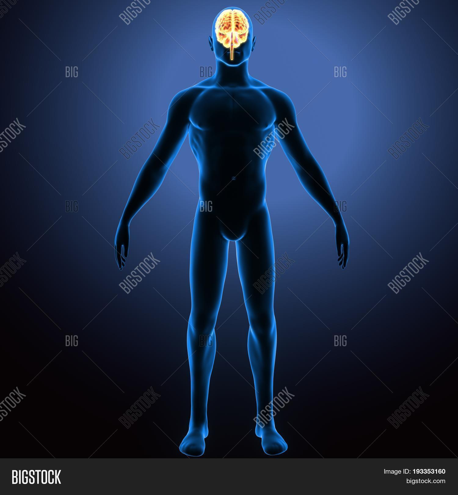 3d Illustration Human Image & Photo (Free Trial) | Bigstock