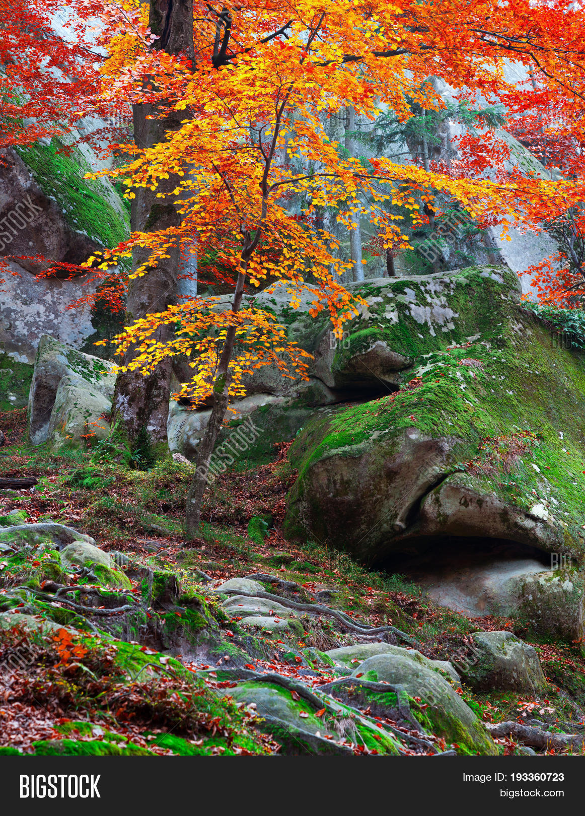 Colorful Autumn Scene Image & Photo (Free Trial) | Bigstock