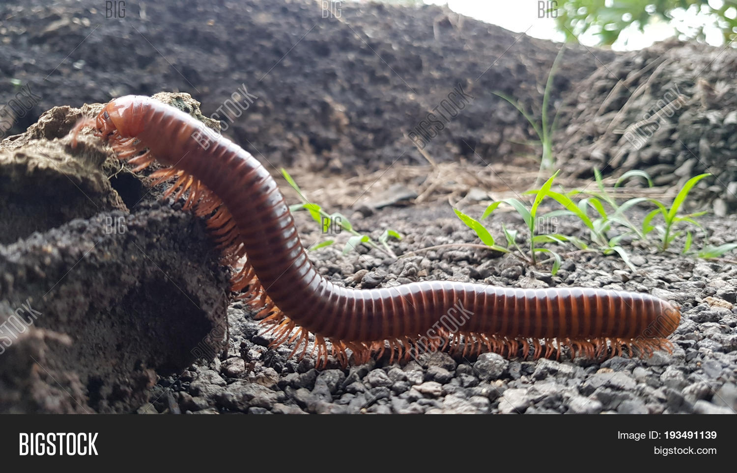 Mating Millipede, Image & Photo (Free Trial) | Bigstock
