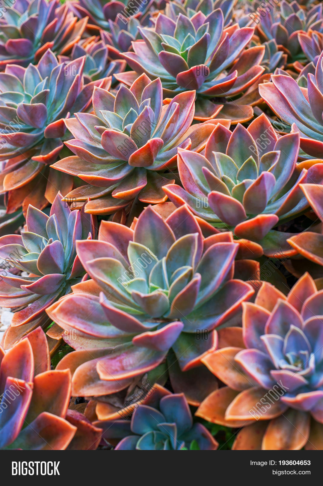 Beautiful Succulent Image & Photo (Free Trial) | Bigstock
