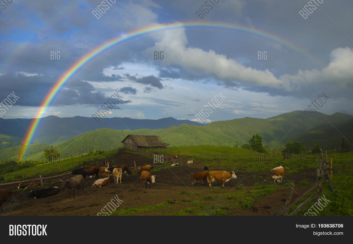 Rainbow Over Cow Farm Image & Photo (Free Trial) | Bigstock
