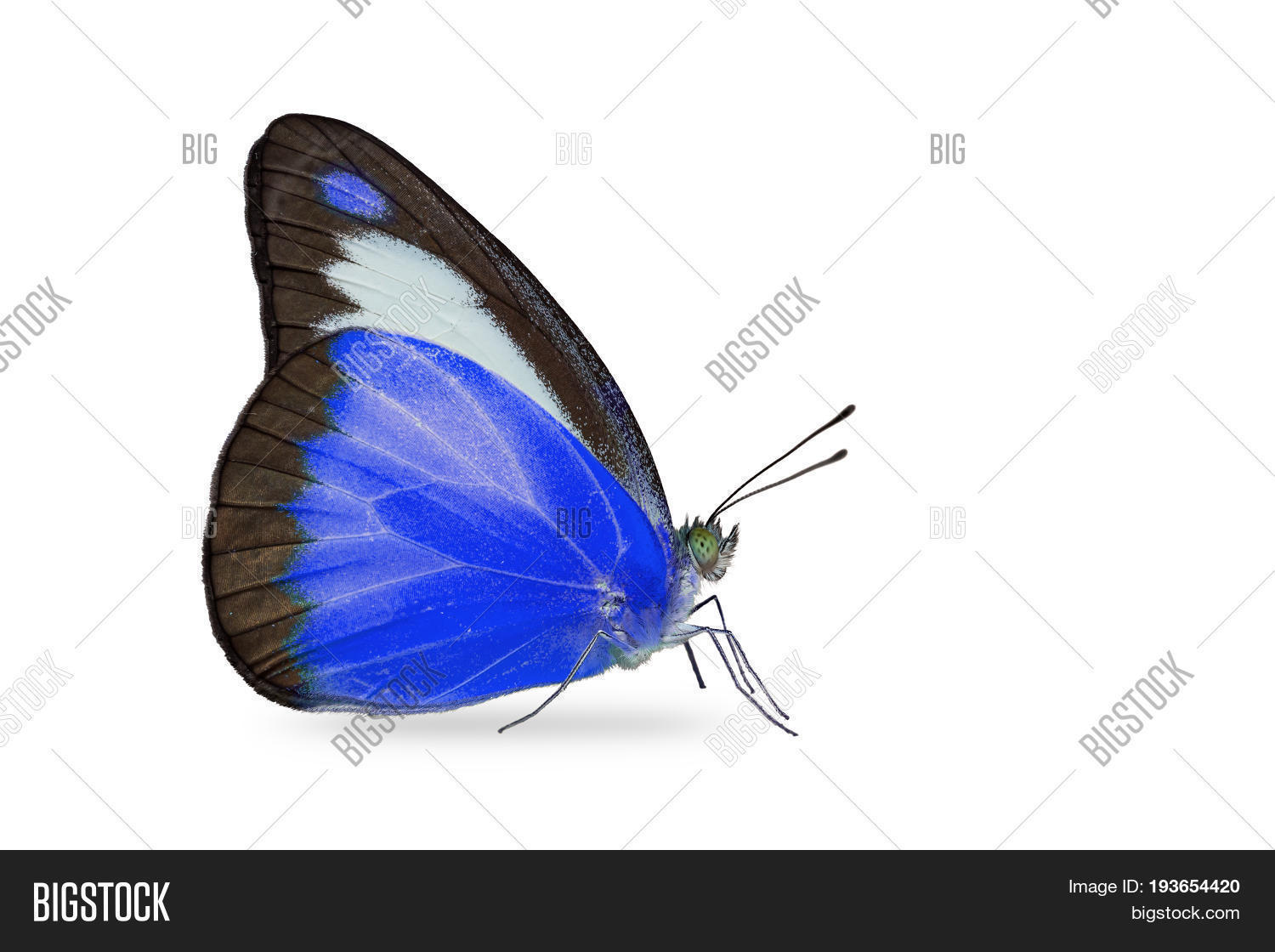 Chocolate Albatross ( Image & Photo (Free Trial) | Bigstock