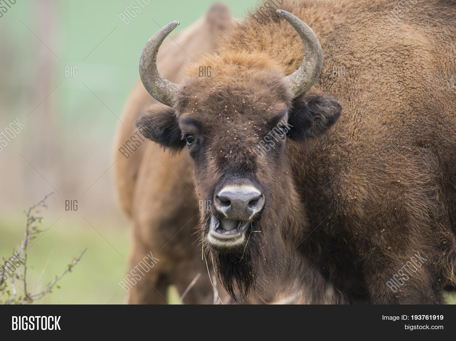 Bison Bonasus - Image & Photo (Free Trial) | Bigstock