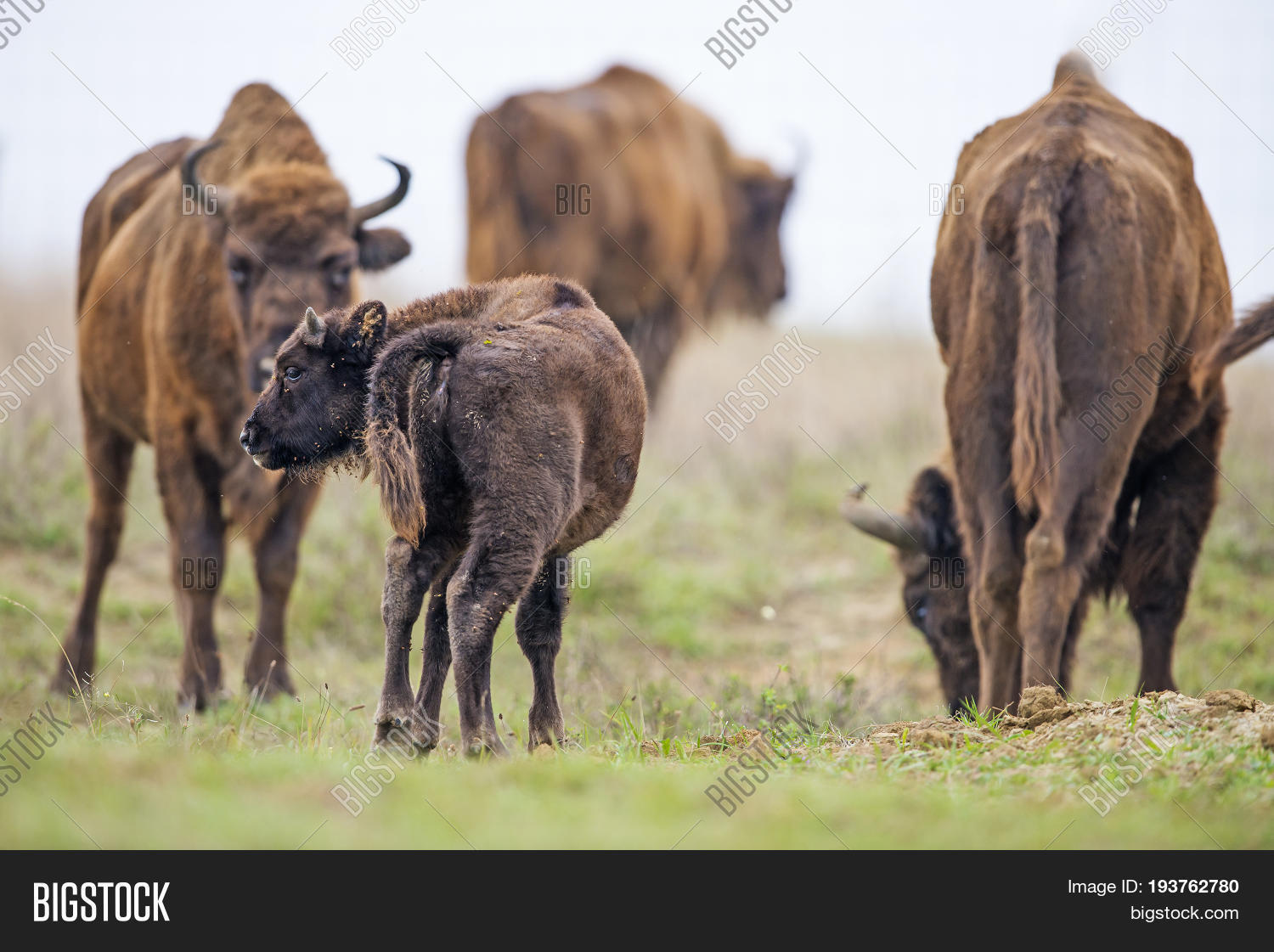 Bison Bonasus - Image & Photo (Free Trial) | Bigstock