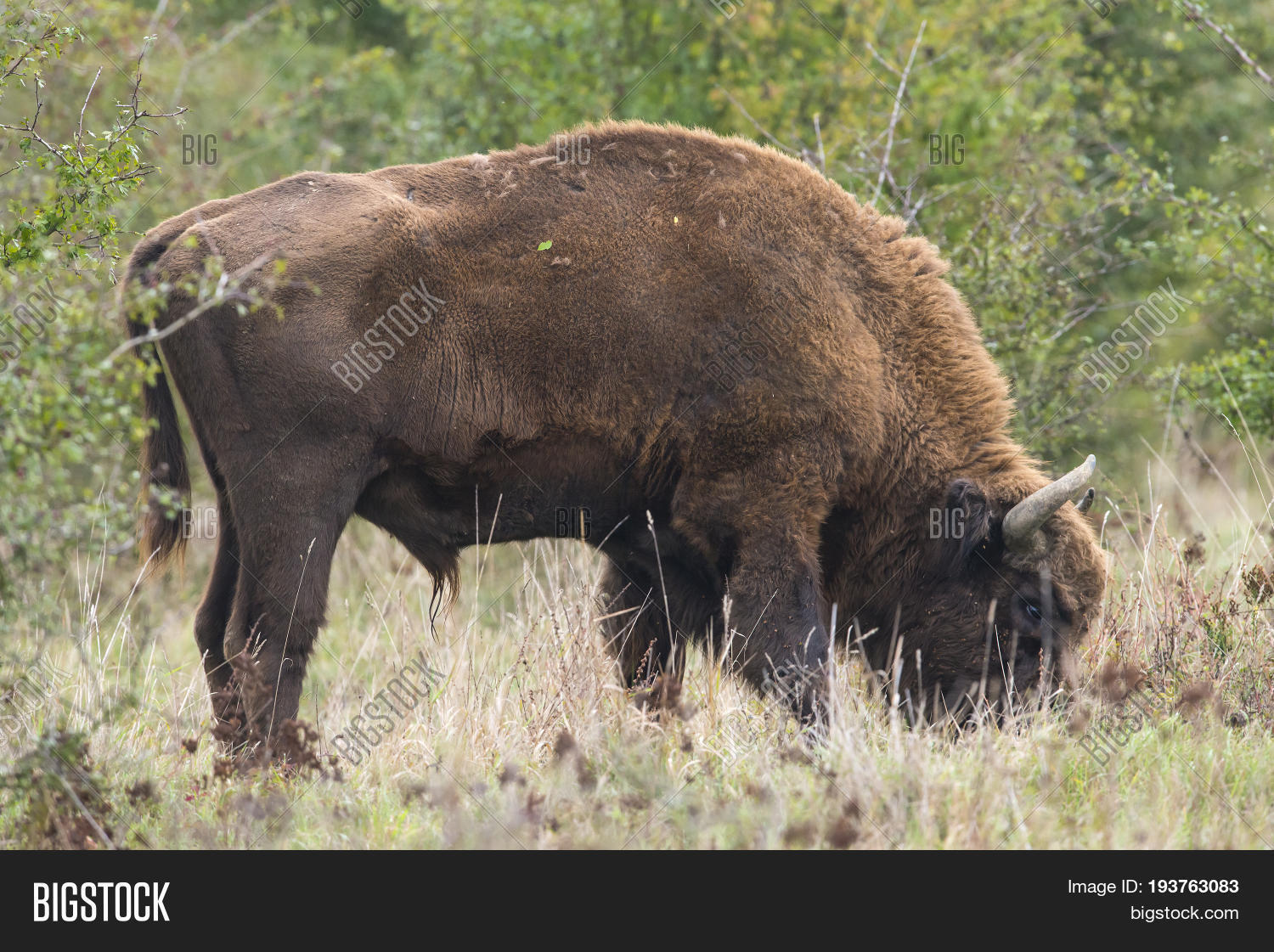 Bison Bonasus - Image & Photo (Free Trial) | Bigstock