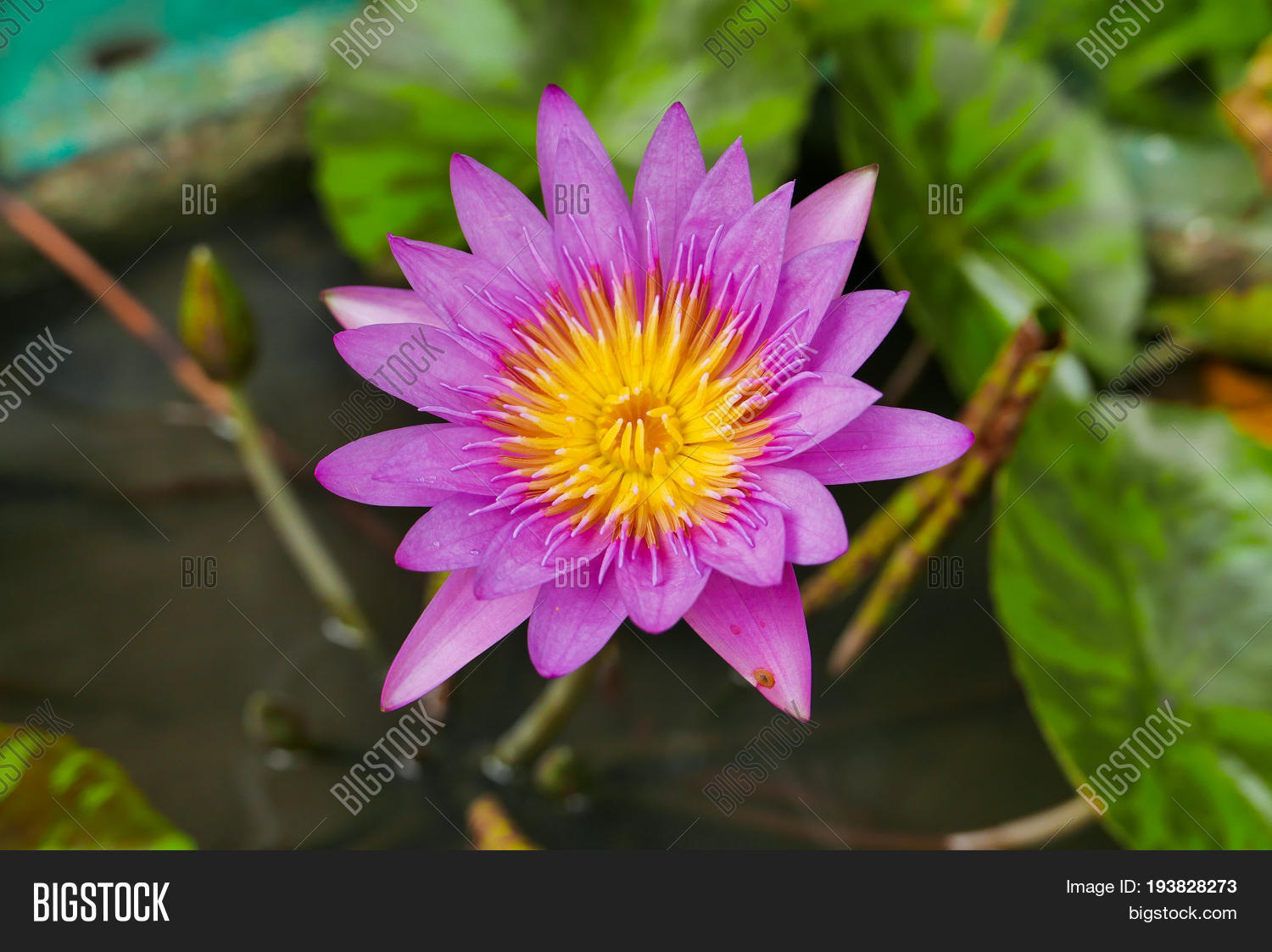 Purple Magenta Lotus Image & Photo (Free Trial) | Bigstock