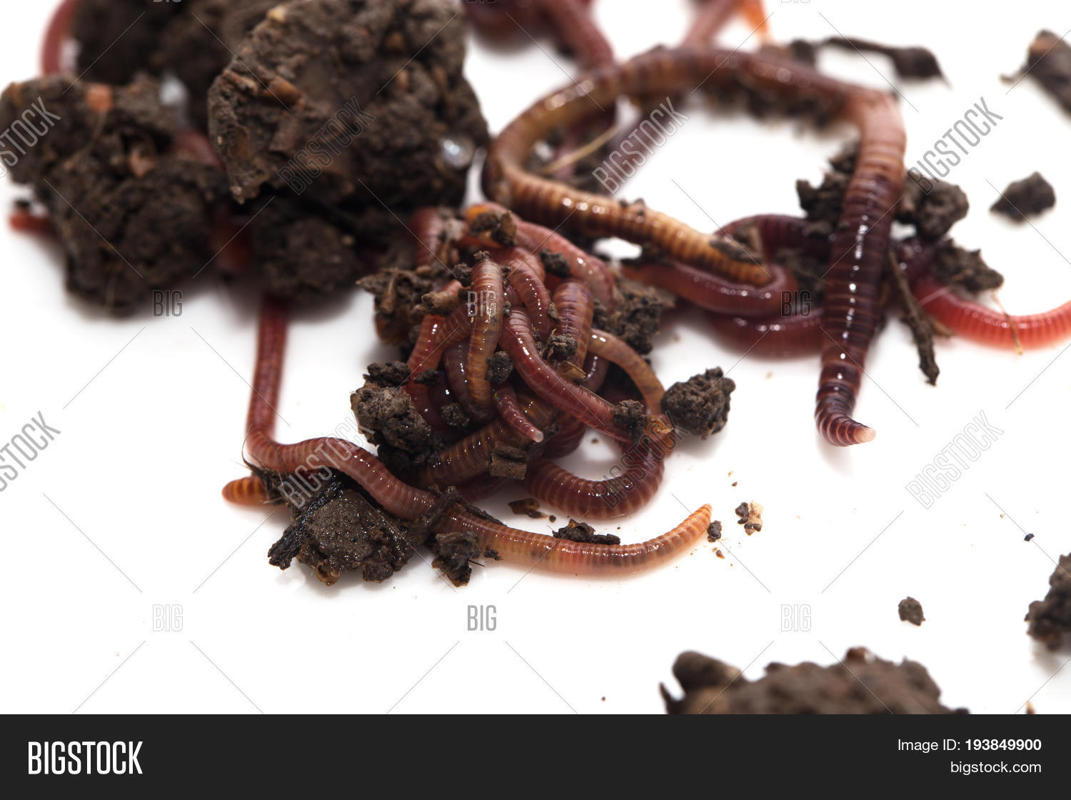 Worm Ground On White Image & Photo (Free Trial) | Bigstock