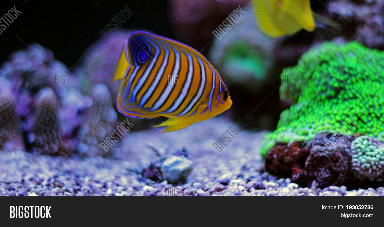 Regal Angelfish Image & Photo (Free Trial) | Bigstock