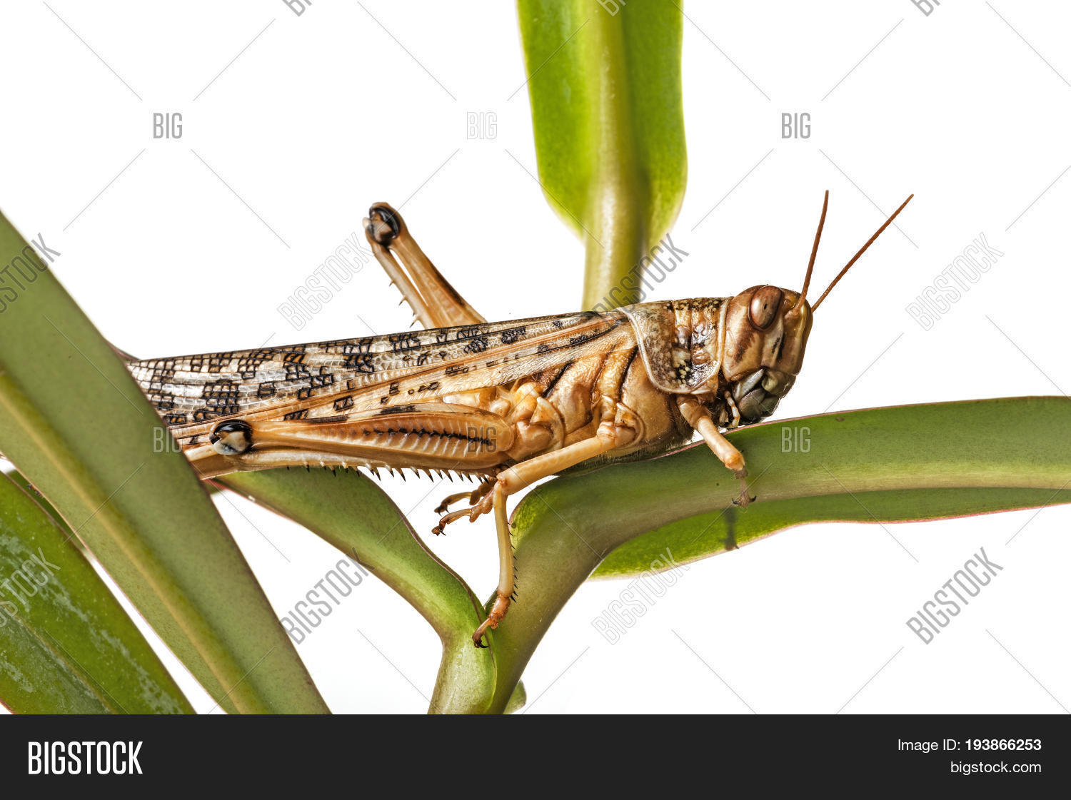 Schistocerca Gregaria Image & Photo (Free Trial) | Bigstock