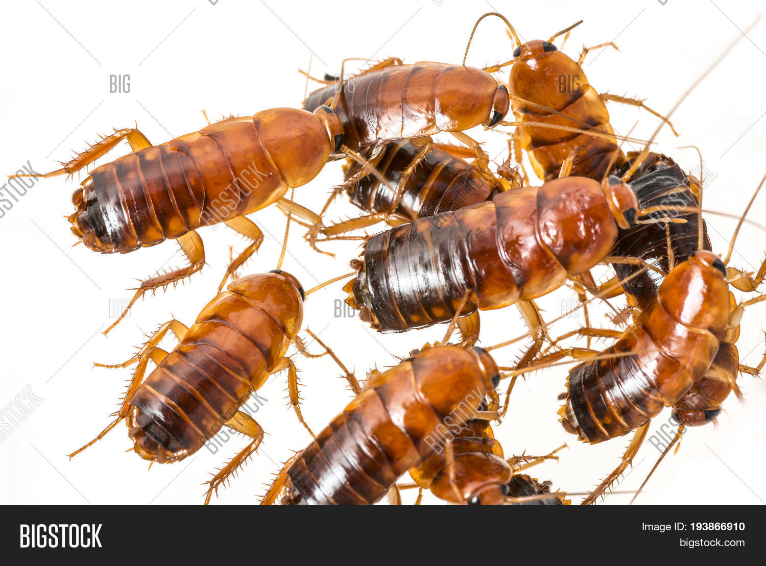 Cockroach - Blatta Image & Photo (Free Trial) | Bigstock