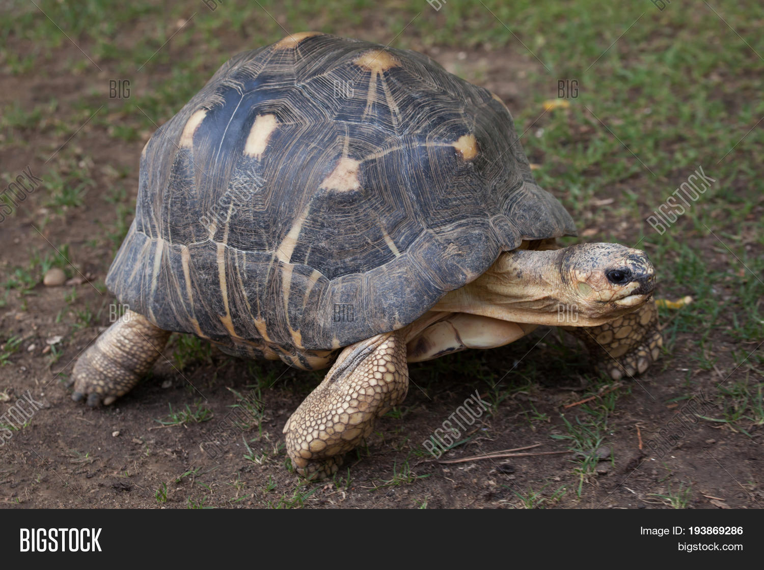 Radiated Tortoise ( Image & Photo (Free Trial) | Bigstock