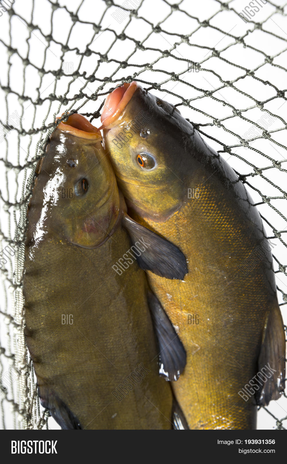Tench - (Tinca Tinca) Image & Photo (Free Trial) | Bigstock