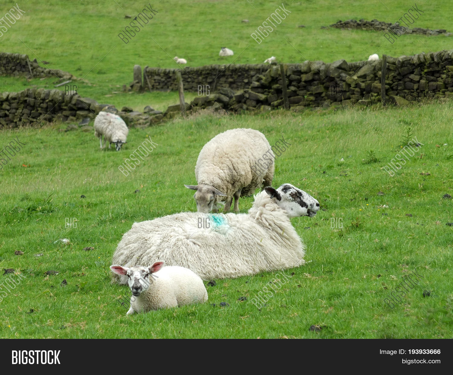 Sheep Spring Lambs Image & Photo (Free Trial) | Bigstock
