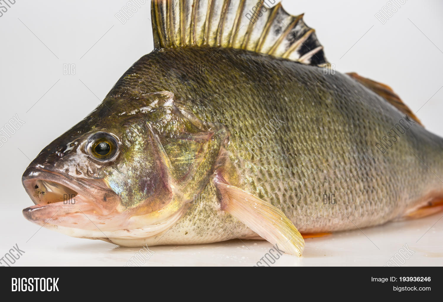 Perca Fluviatilis - Image & Photo (Free Trial) | Bigstock