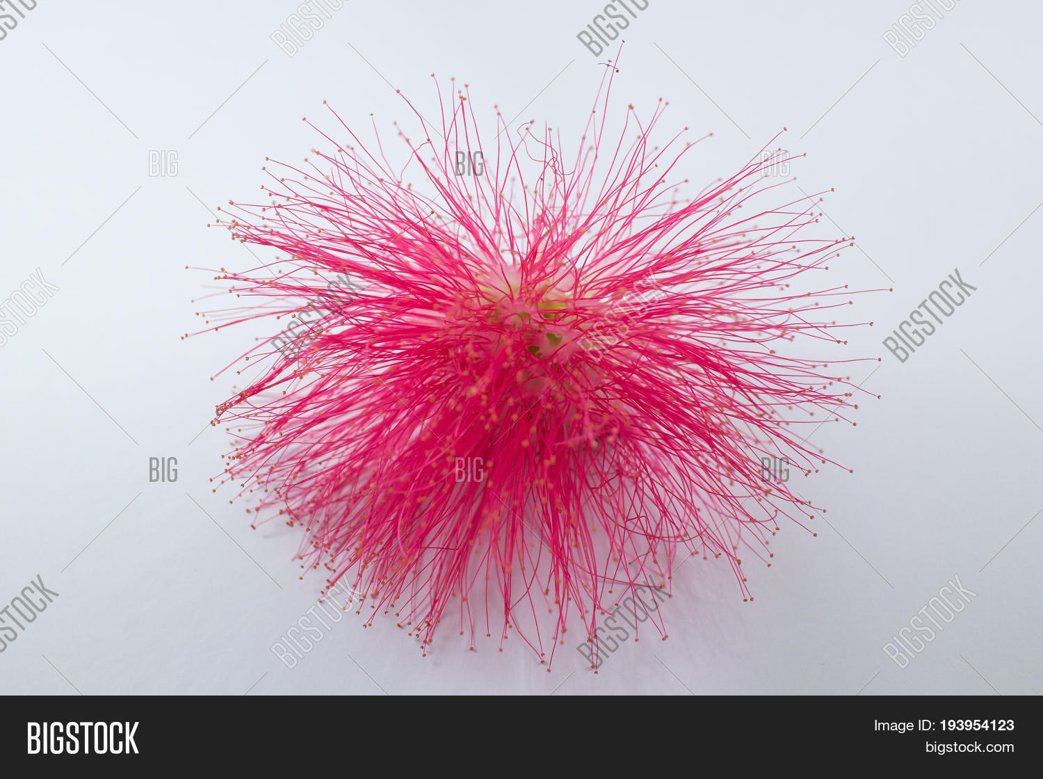 Pink Flower Powder Image & Photo (Free Trial) | Bigstock