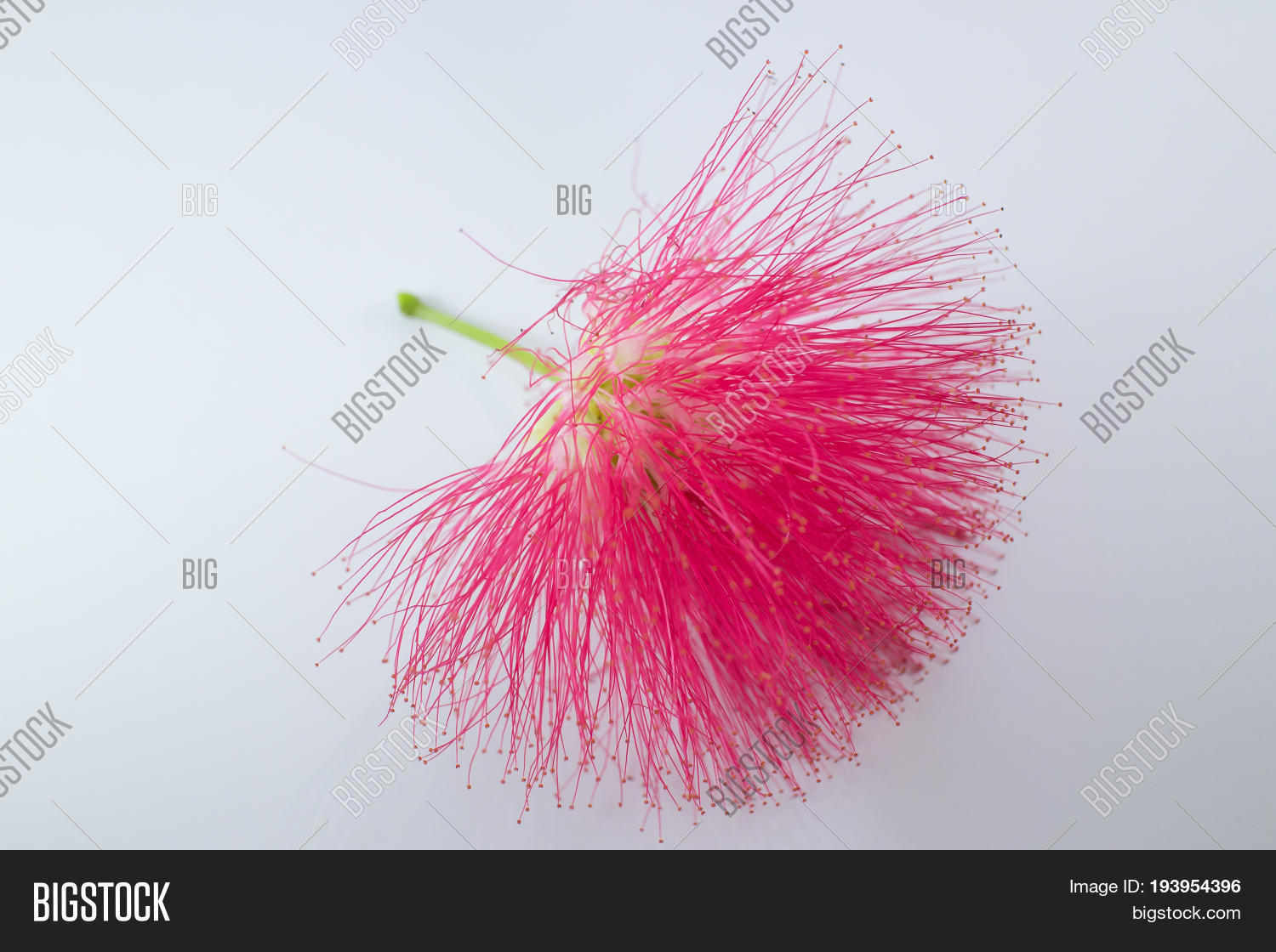 Pink Flower Powder Image & Photo (Free Trial) | Bigstock