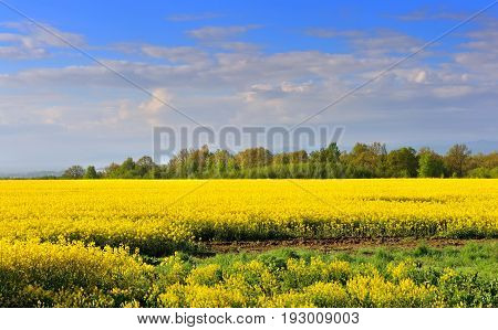 Field Rapeseed Image & Photo (Free Trial) | Bigstock
