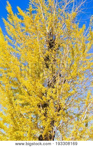 Yellow Ginko Tree Blue Image & Photo (Free Trial) | Bigstock