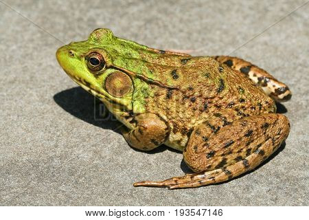 Northern Green Frog Image & Photo (Free Trial) | Bigstock