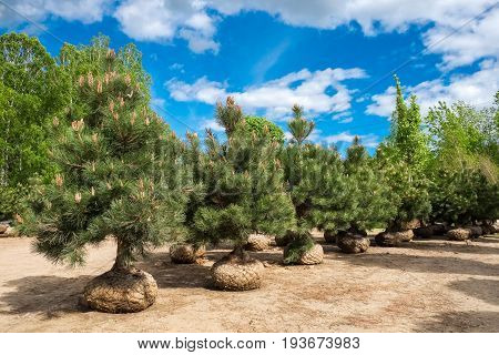 Pine Trees Sale On Image & Photo (Free Trial) | Bigstock