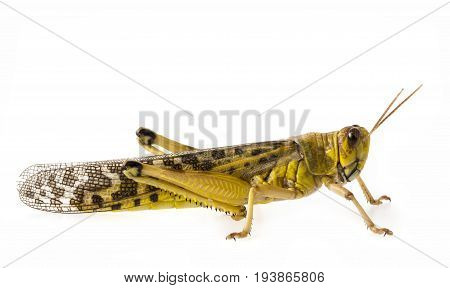 Schistocerca Gregaria Image & Photo (Free Trial) | Bigstock