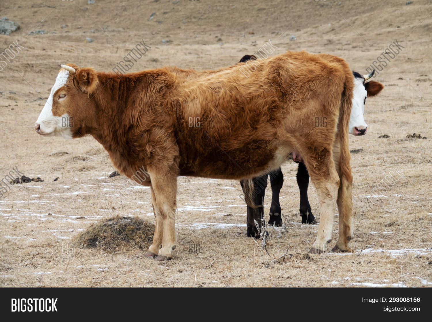 Cow Red Suit Strong Image & Photo (Free Trial) | Bigstock