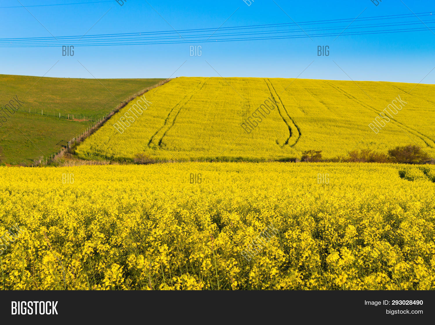 Rapeseed Fields Along Image & Photo (Free Trial) | Bigstock
