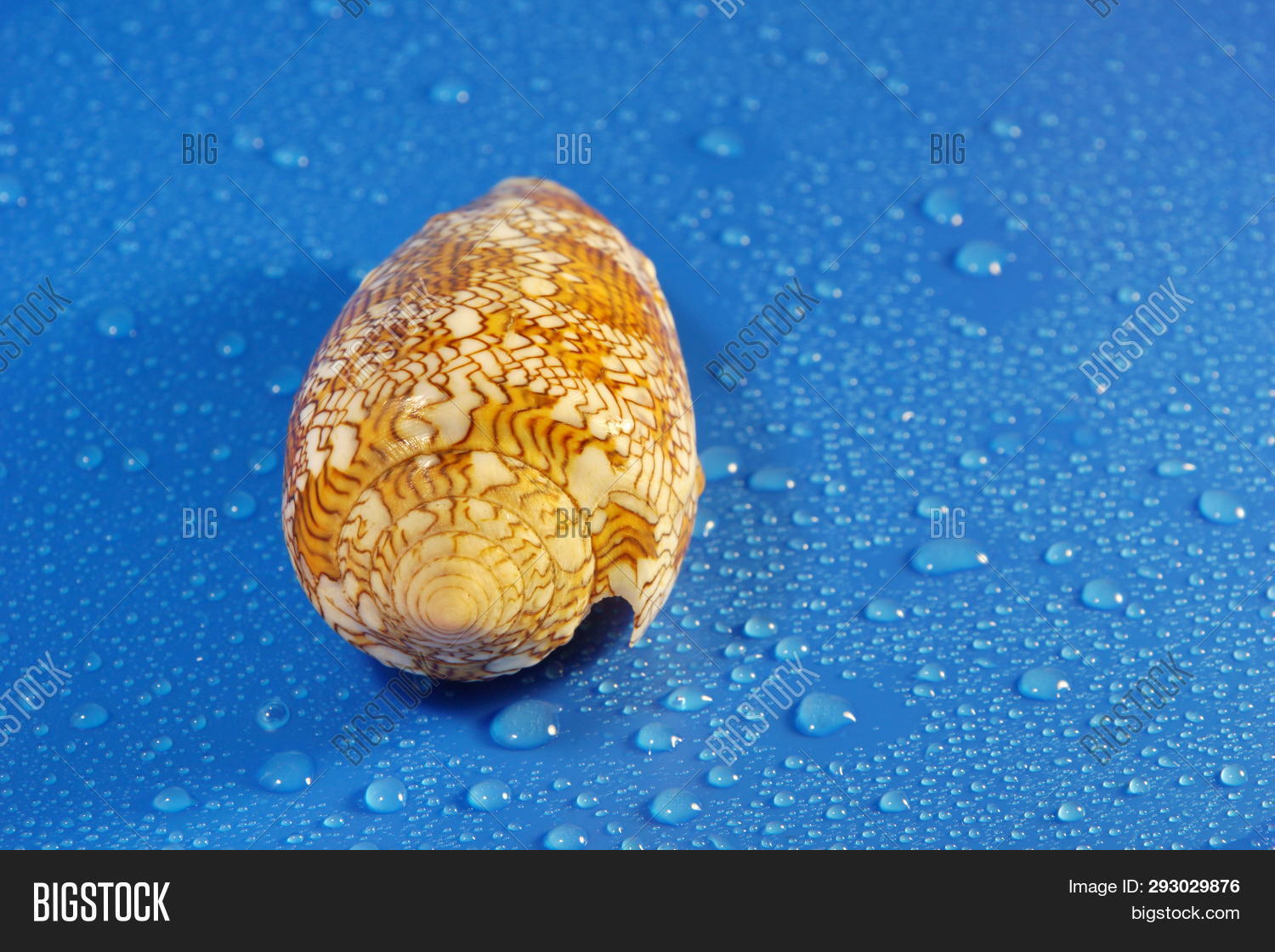 Conus Textile Seashell Image & Photo (Free Trial) | Bigstock