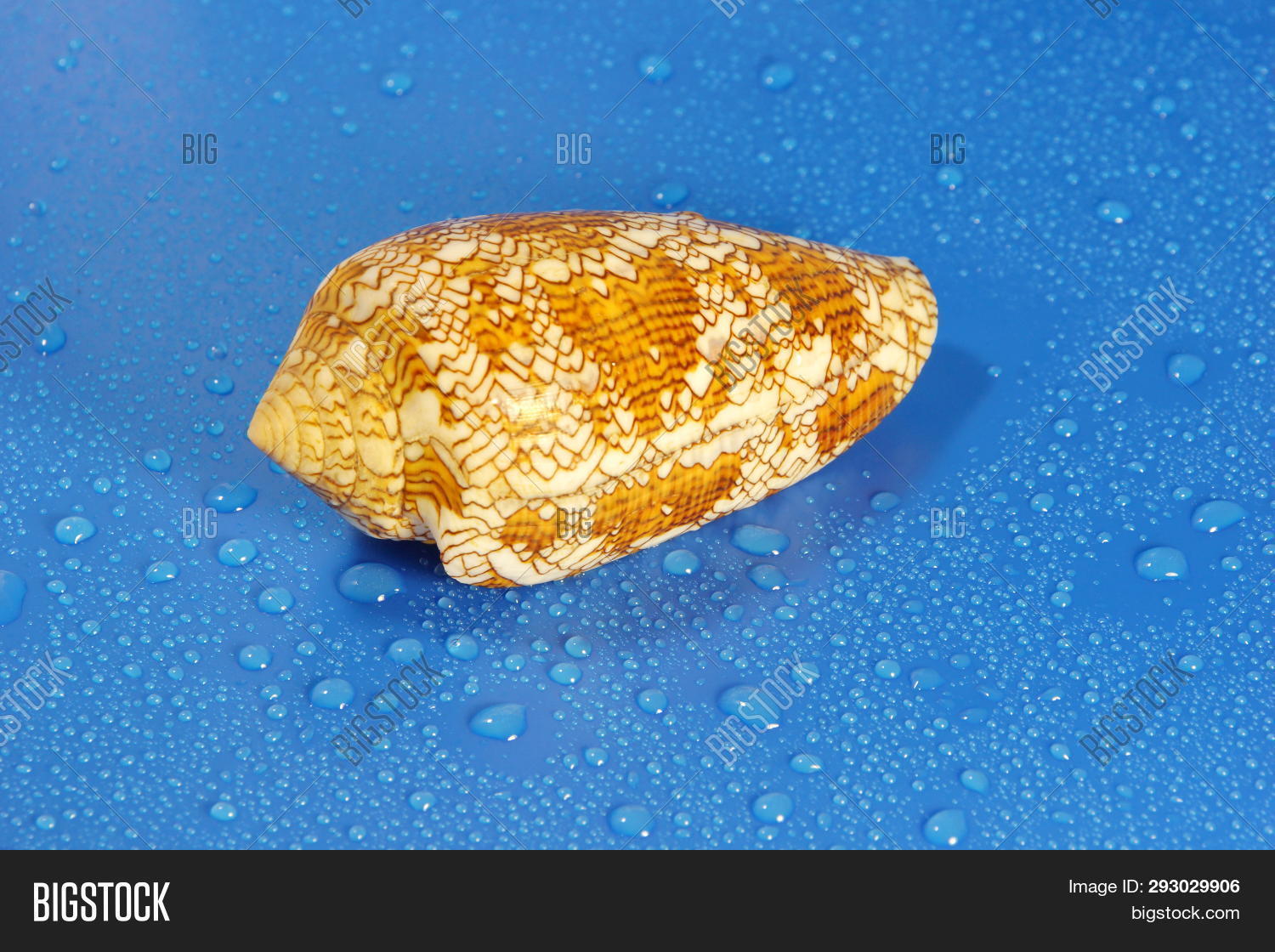 Conus Textile Seashell Image & Photo (Free Trial) | Bigstock