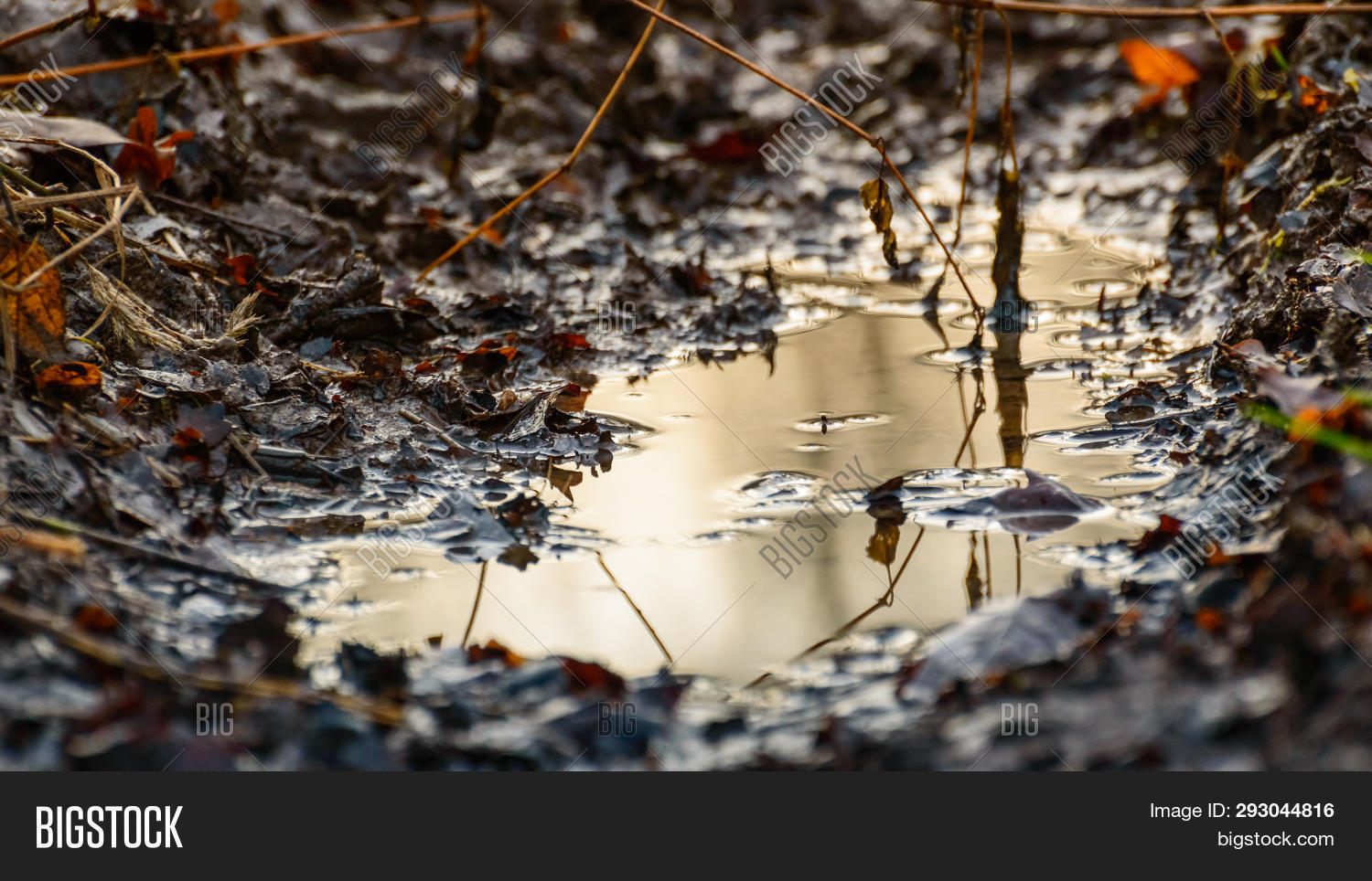 Muddy Path Puddle Image & Photo (Free Trial) | Bigstock