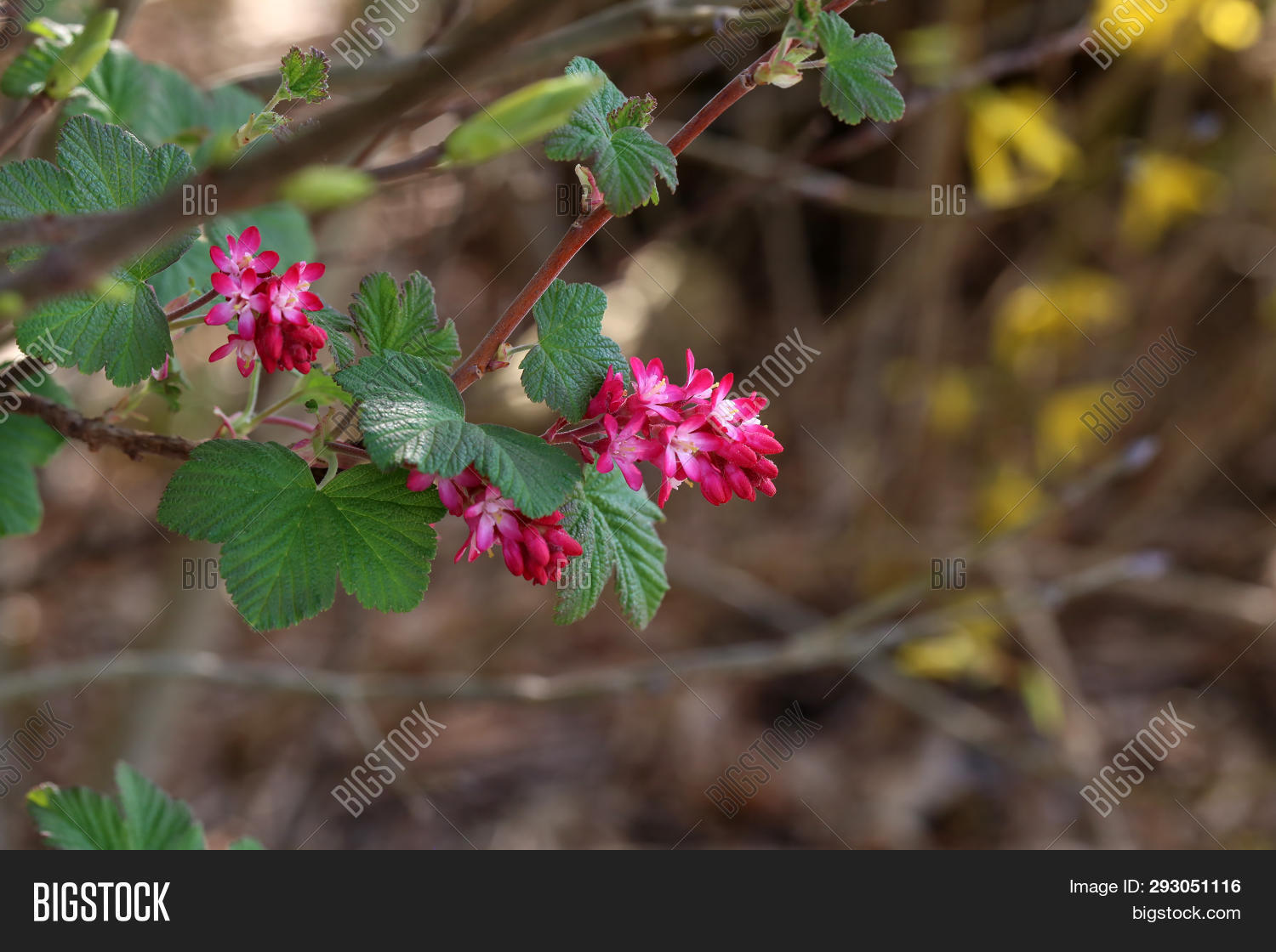 Ribes Sanguineum Image & Photo (Free Trial) | Bigstock