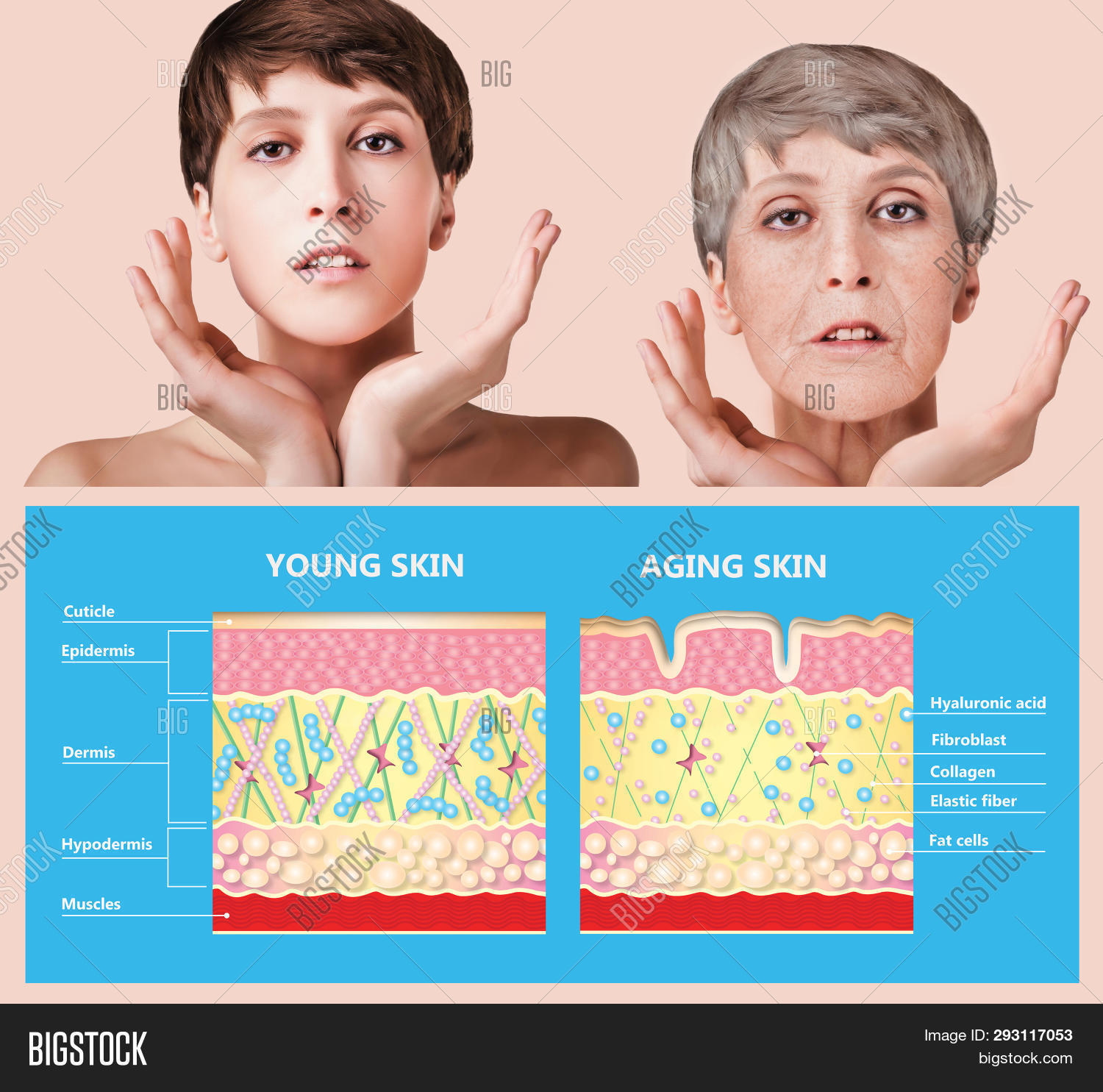 Anti-aging, Beauty Image & Photo (Free Trial) | Bigstock