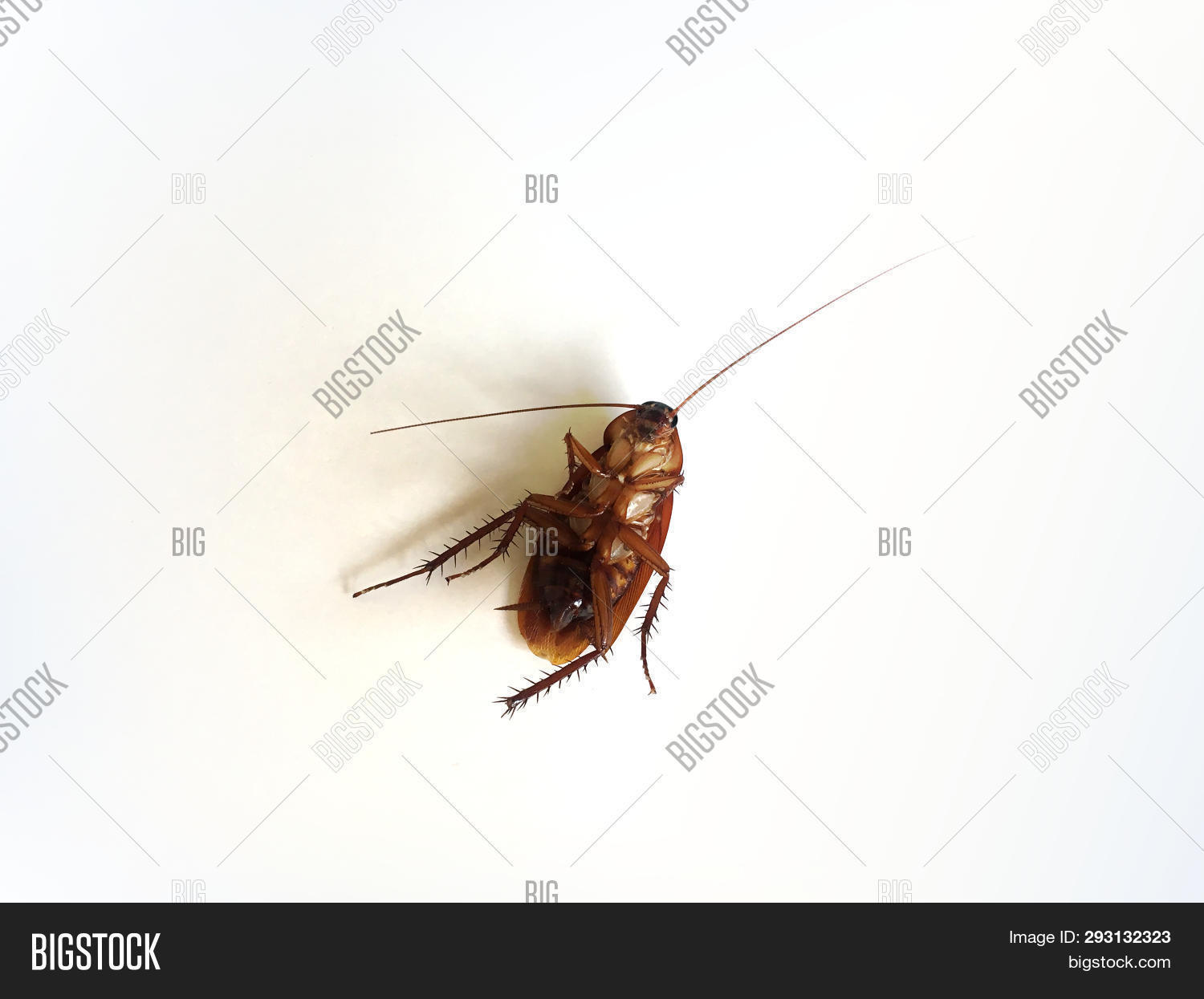 Cockroach Die Upturned Image & Photo (Free Trial) | Bigstock
