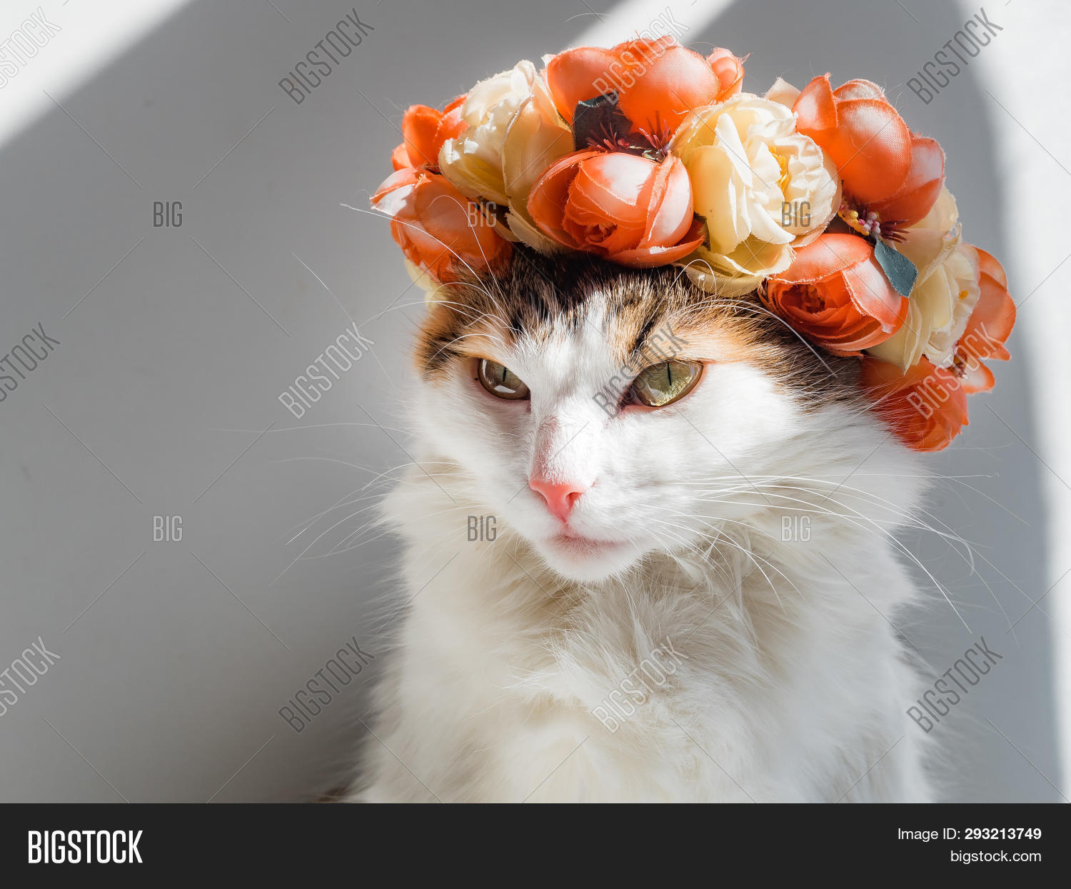 Beautiful Calico Cat Image & Photo (Free Trial) | Bigstock