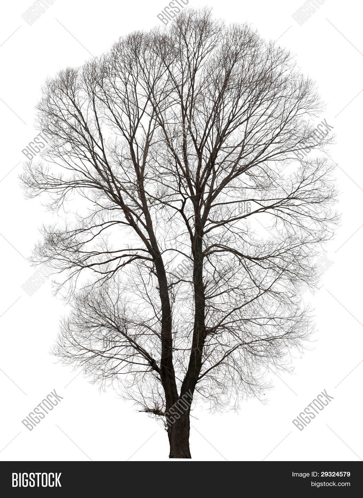 Large Bare Tree Image & Photo (Free Trial) | Bigstock