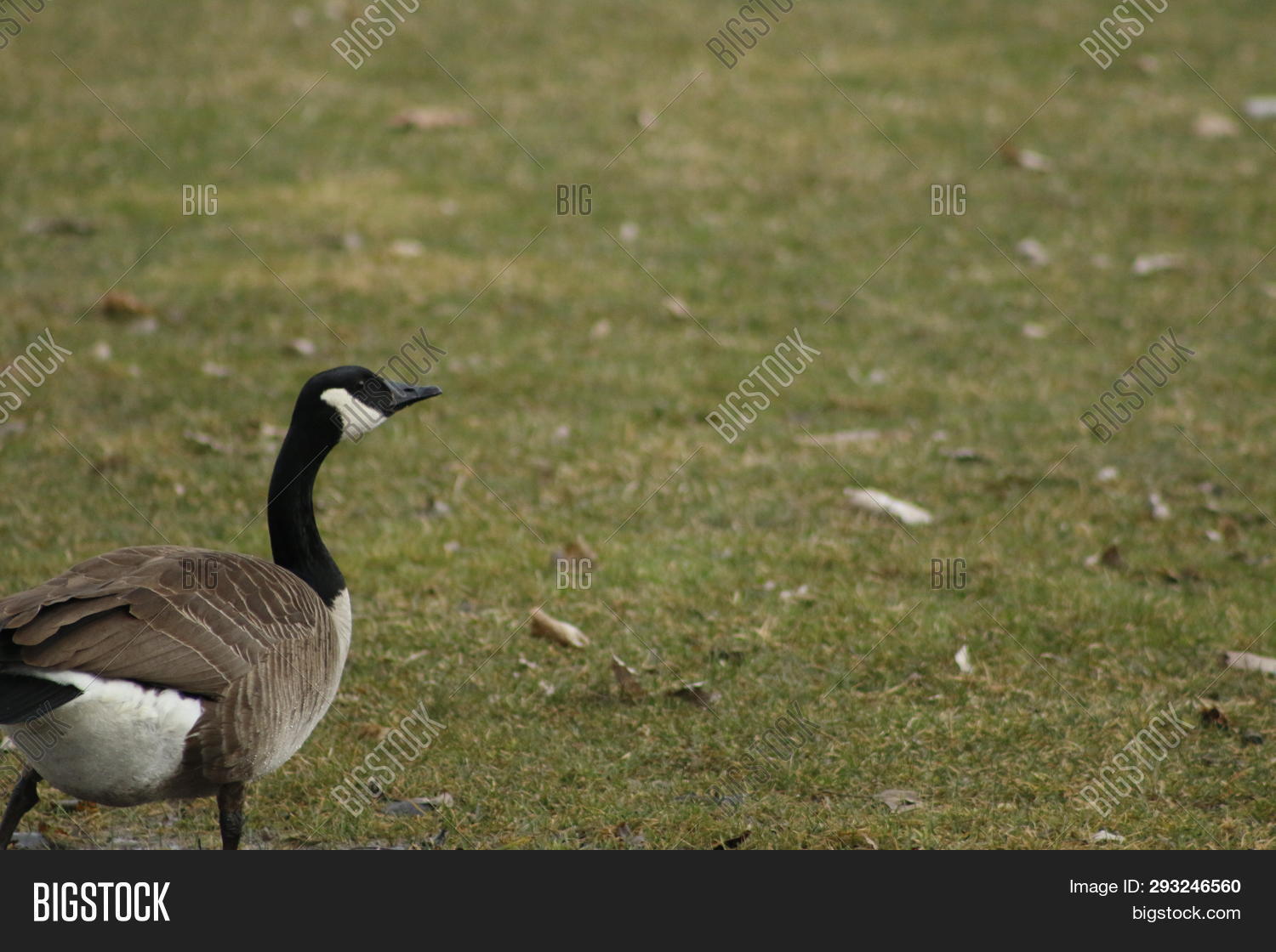 Canada Goose Large Image & Photo (Free Trial) | Bigstock