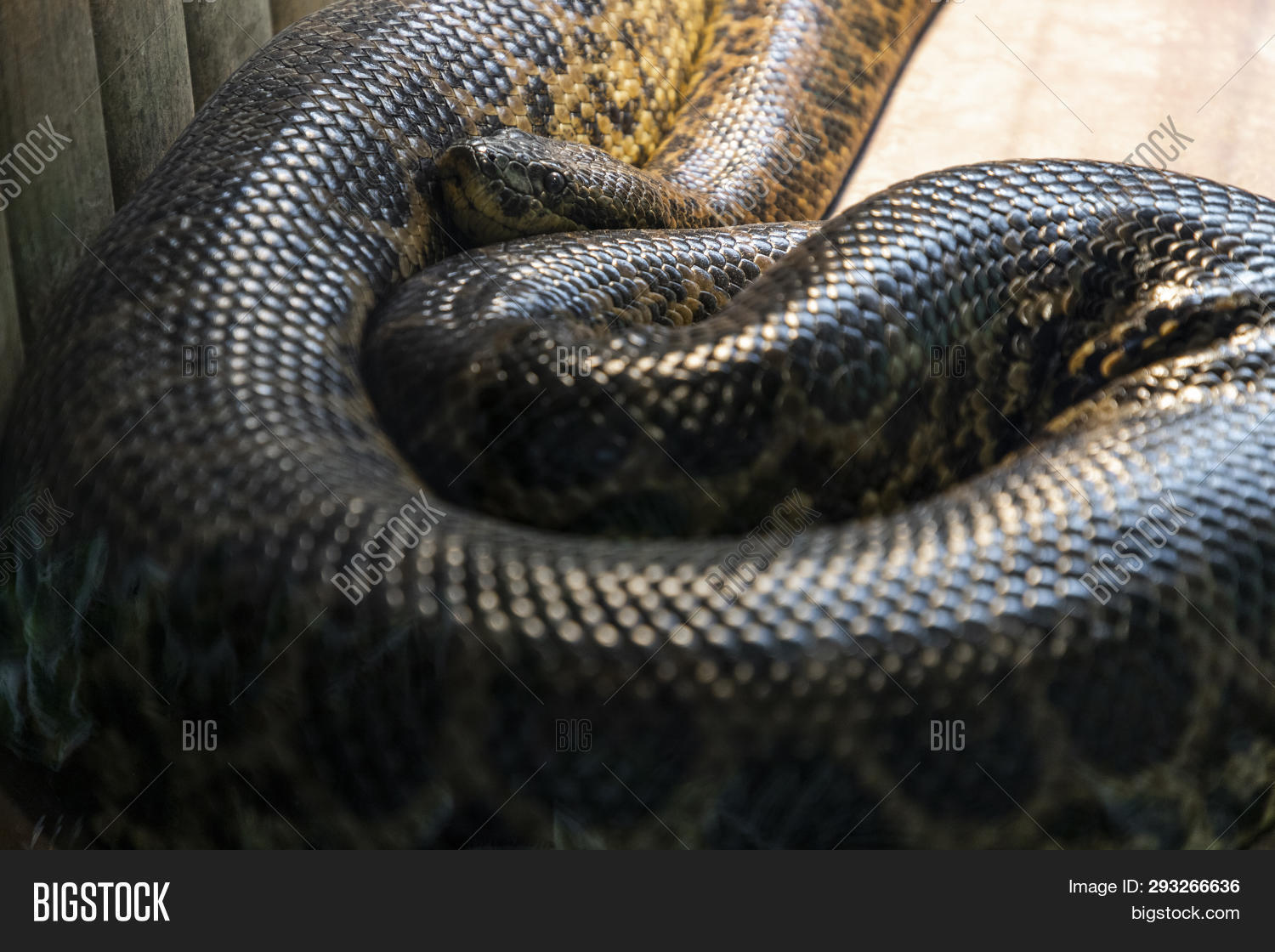 Anaconda Snake Zoo Image & Photo (Free Trial) | Bigstock
