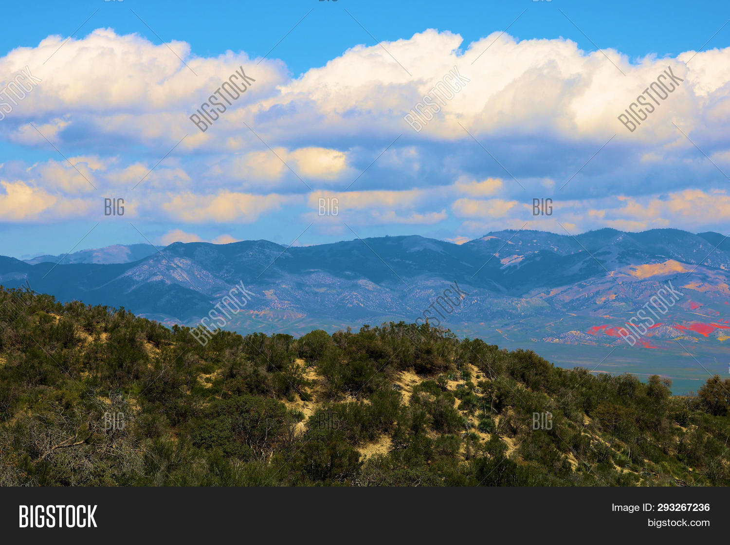 Chaparral Plants Trees Image & Photo (Free Trial) | Bigstock
